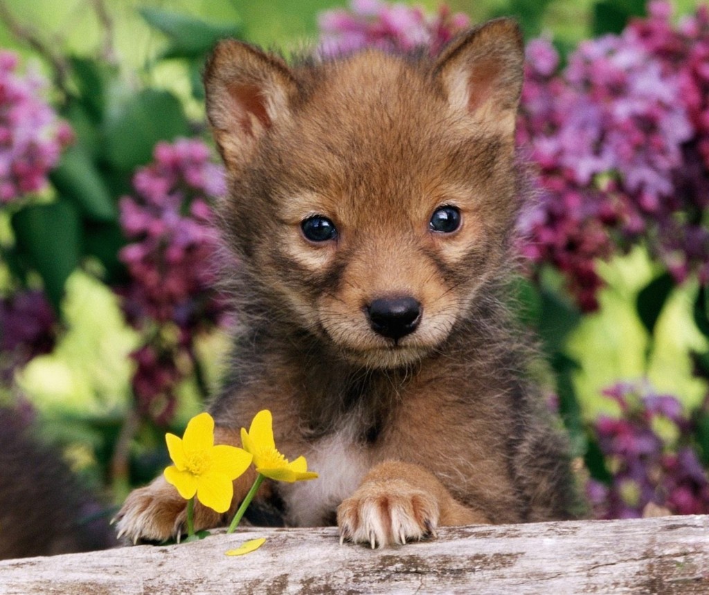 Coyote Pup Wallpaper-Free Cute Baby Animal Downloads