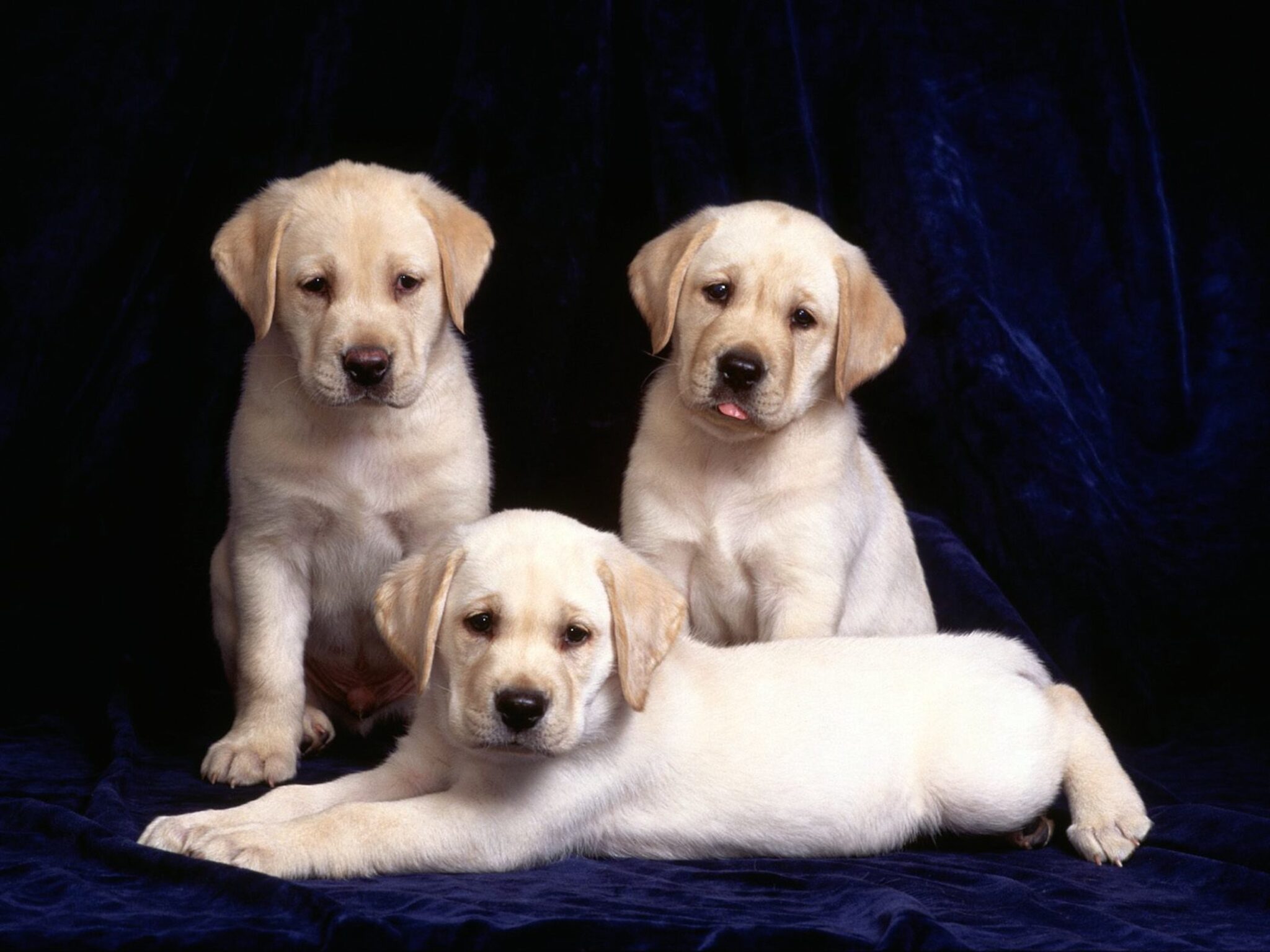 Cute Lab Puppies Wallpaper