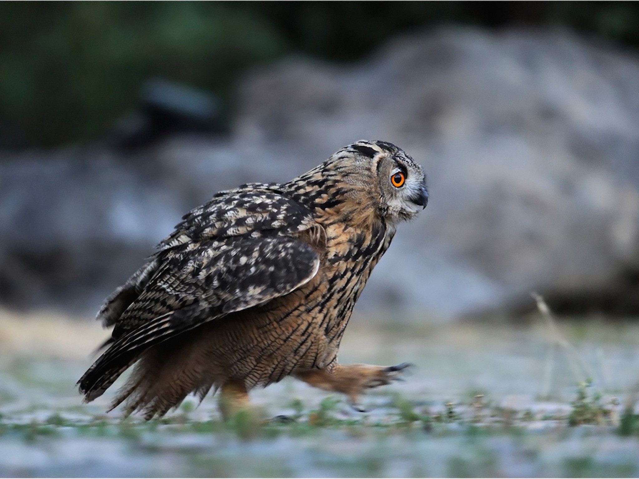 Owl Running Wallpaper | Free HD Owl Downloads